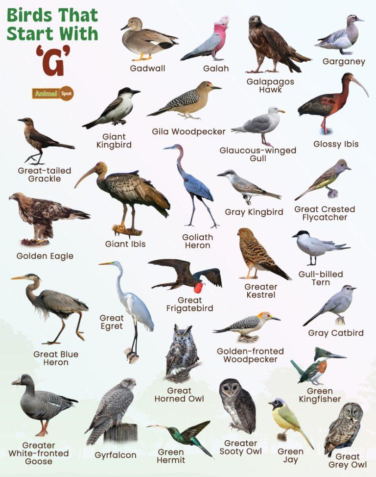 Birds That Start With I - List of Bird Names