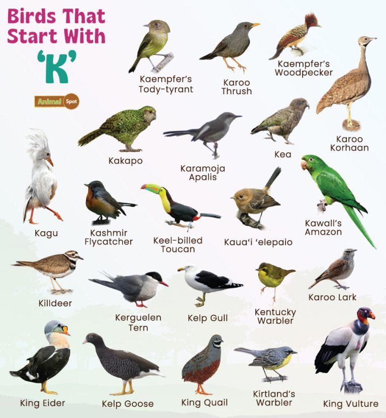 Birds That Start With K - List of Bird Names Birds That Start With K - List of Bird Names