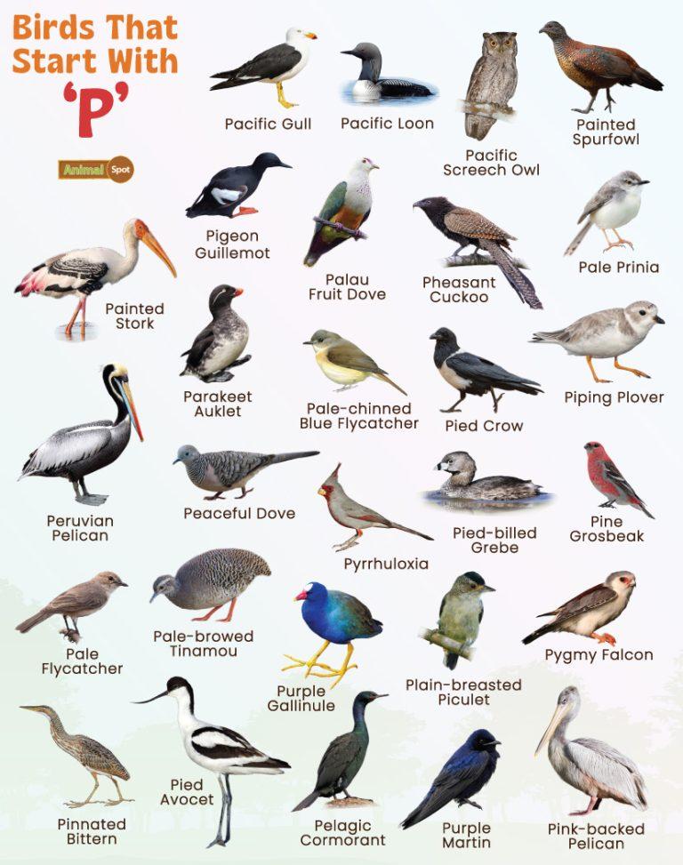 Birds That Start With N - List of Bird Names