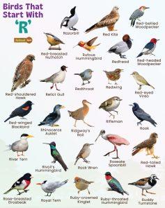 Birds That Start With R - List of Bird Names