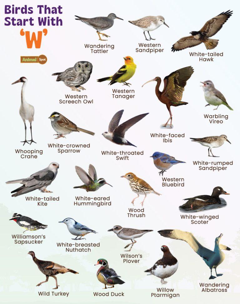 Birds That Start With W - List of Bird Names