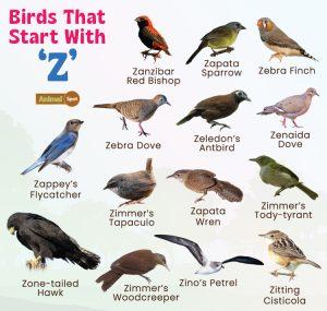 Birds That Start With Z - List of Bird Names