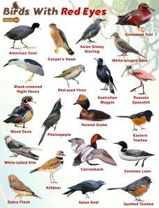 Red Birds – Facts, List, Pictures, and More