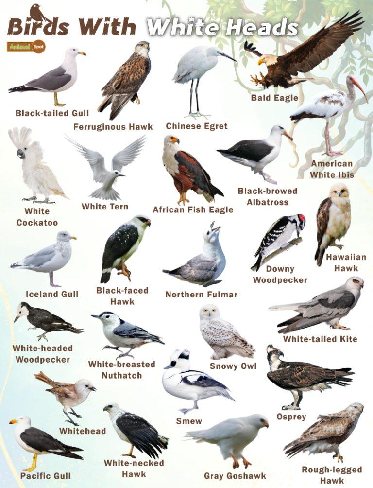 White Birds – Facts, List, Pictures, and More