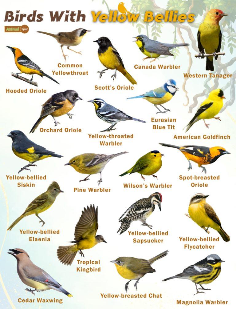 Birds With Yellow Bellies – Facts, List, Pictures, and More