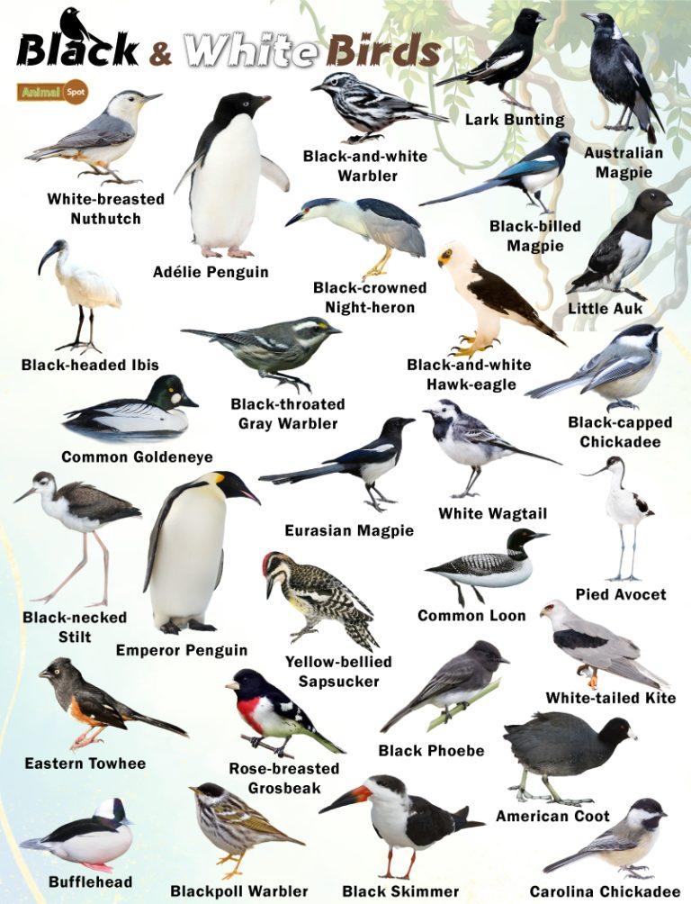 Black and White Birds - List, Facts, Pictures, and More