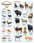 Domestic Animals – List, Facts, Pictures, and More