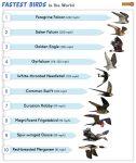 List of the Top 10 Fastest Birds in the World - Facts and Pictures