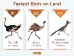 List of the Top 10 Fastest Birds in the World - Facts and Pictures