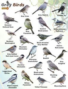 Gray Birds – Facts, List, Pictures