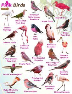 Pink Birds – Facts, List, Pictures, and More