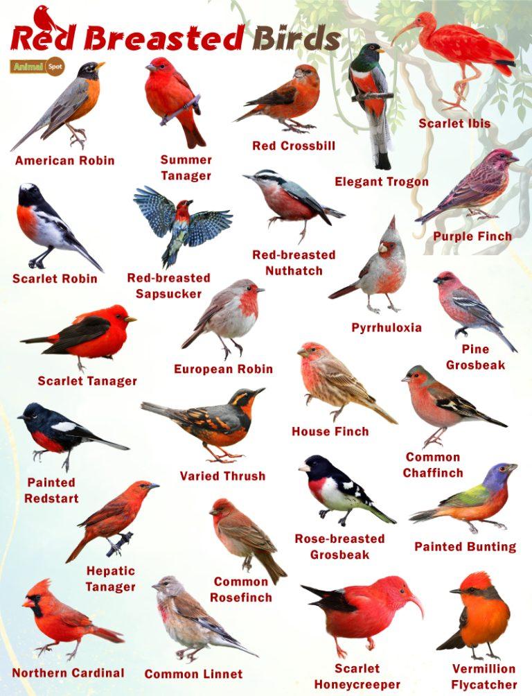 Pink Birds – Facts, List, Pictures, and More