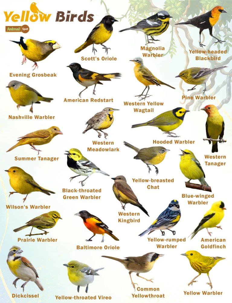 Birds By Color - List of Birds in Each Color