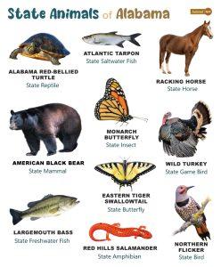 List of Animals That Live in Alabama - And Its State Animals (Photos)