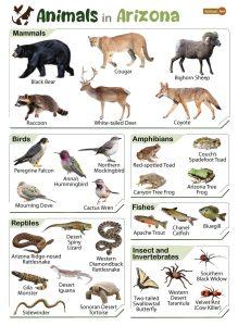 List of Animals That Live in Arizona - And Its State Animals (Photos)