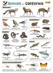 List of Animals That Live in California - And Its State Animals (Photos)
