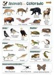 List of Animals That Live in Colorado - And Its State Animals (Photos)