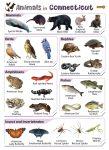 List of Animals That Live in Connecticut - And Its State Animals (Photos)