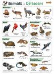 List of Animals That Live in Delaware - And Its State Animals (Photos)