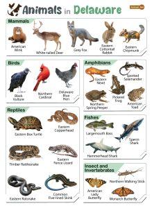 List of Animals That Live in Delaware - And Its State Animals (Photos)