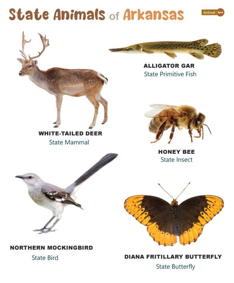 List of Animals That Live in Arkansas - And Its State Animals (Photos)