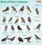 Birds of Prey in Colorado – List, Facts, Pictures