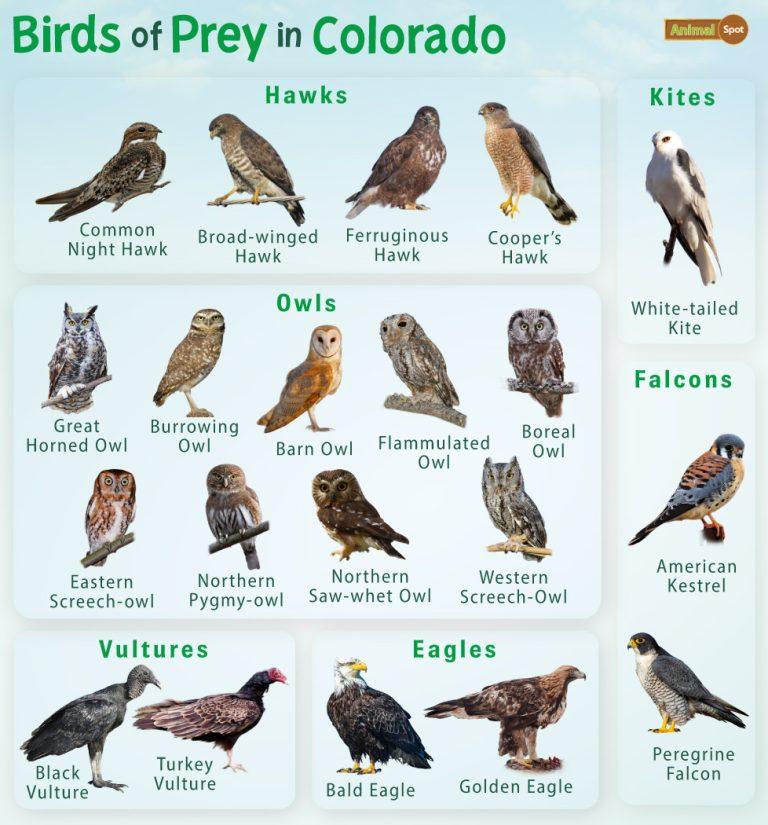 Birds of Prey in Colorado – List, Facts, Pictures