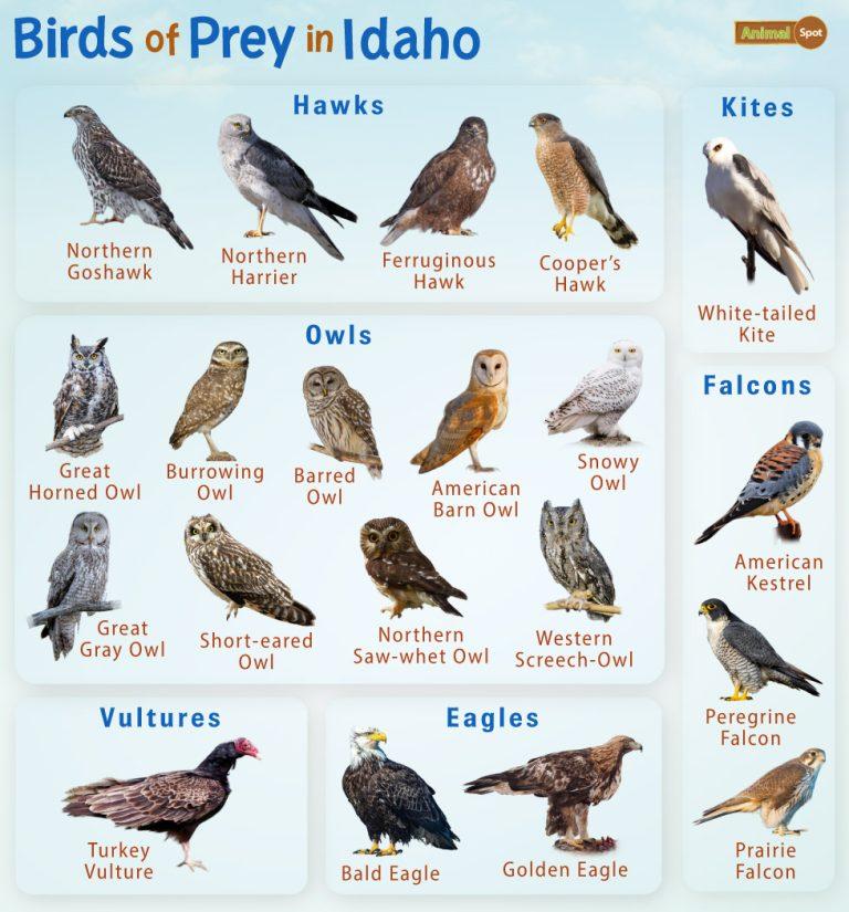List of the Common Birds Found in Idaho – Facts with Pictures
