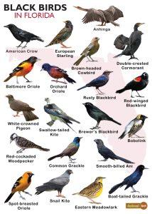 Black Birds in Florida – Facts, List, Pictures, and More