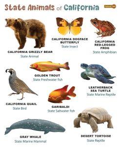 List of Animals That Live in California - And Its State Animals (Photos)