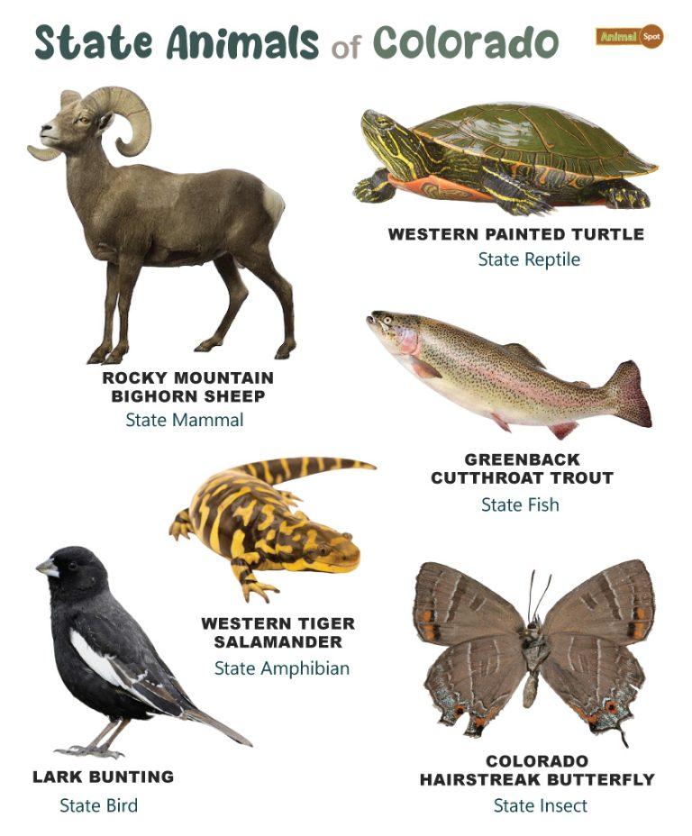 List of Animals That Live in Colorado - And Its State Animals (Photos)