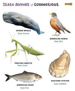 List of Animals That Live in Connecticut - And Its State Animals (Photos)