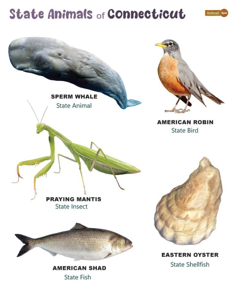List of Animals That Live in Connecticut - And Its State Animals (Photos)
