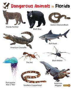 List of Animals That Live in Florida - And Its State Animals (Photos)