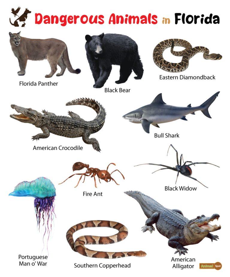 List of Animals That Live in Florida - And Its State Animals (Photos)