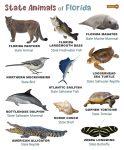 List of Animals That Live in Florida - And Its State Animals (Photos)