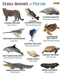 List of Animals That Live in Florida - And Its State Animals (Photos)