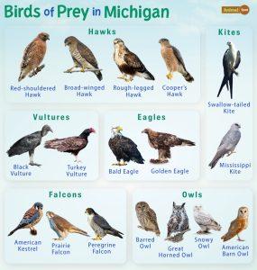 Birds of Prey in Michigan – List, Facts, Pictures