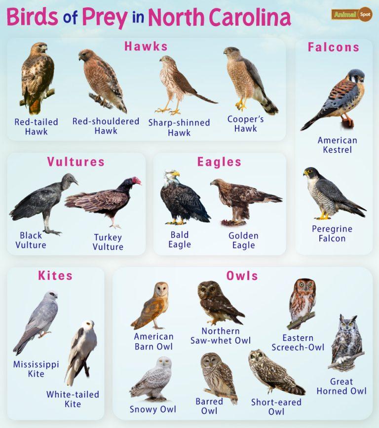 Birds Of Prey In Idaho List Facts Pictures