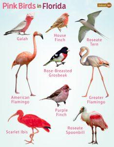 Pink Birds – Facts, List, Pictures, and More