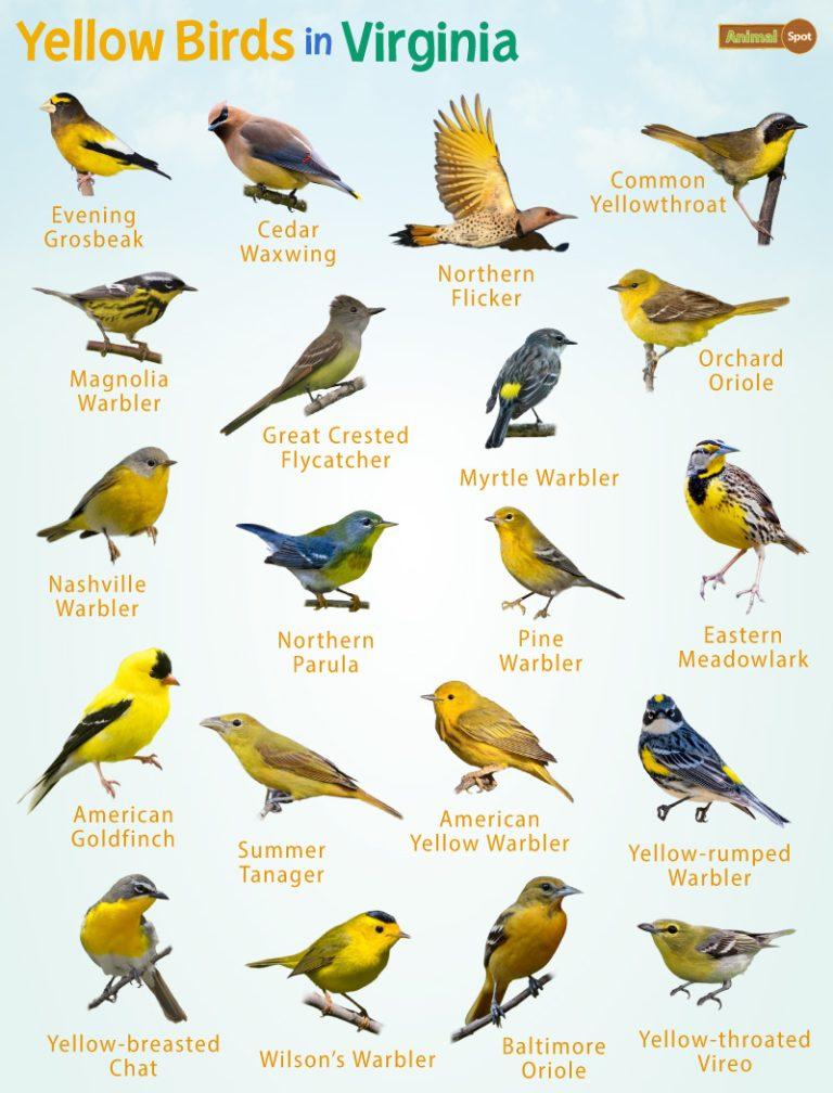Yellow Colored Birds – Facts, List, Pictures, and More