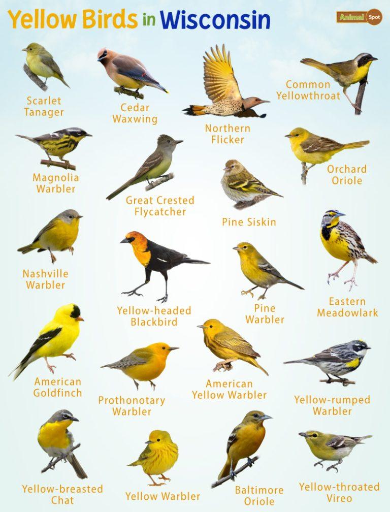 List of Common Birds Found in Wisconsin – Facts with Pictures
