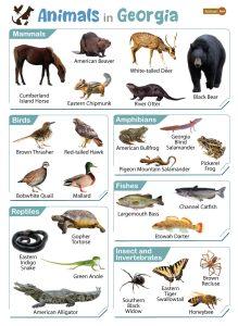 List of Animals That Live in Georgia - And Its State Animals (Photos)