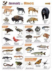 List of Animals That Live in Illinois - And Its State Animals (Photos)