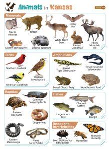 List of Animals That Live in Kansas - And Its State Animals (Photos)
