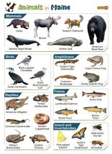 List of Animals That Live in Maine - And Its State Animals (Photos)
