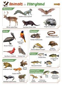 List of Animals That Live in Maryland - And Its State Animals (Photos)
