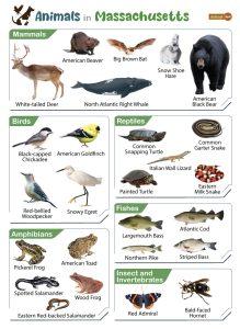 List of Animals That Live in Massachusetts - And Its State Animals (Photos)
