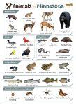 List of Animals That Live in Minnesota - And Its State Animals (Photos)