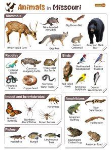 List of Animals That Live in Missouri - And Its State Animals (Photos)